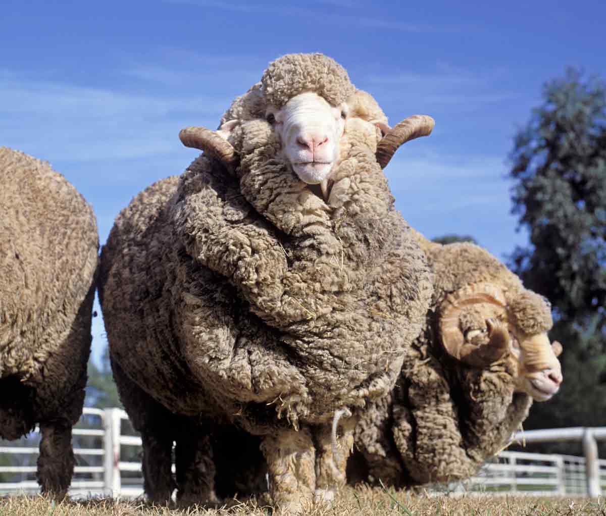 Does Merino Wool Work in Hot and Cold Weather?